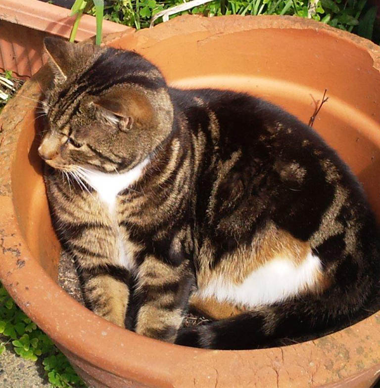 Online Payments - City of Rockingham