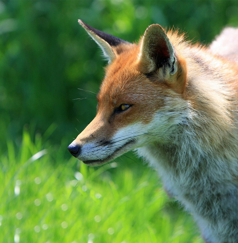 Pest animals - City of Rockingham