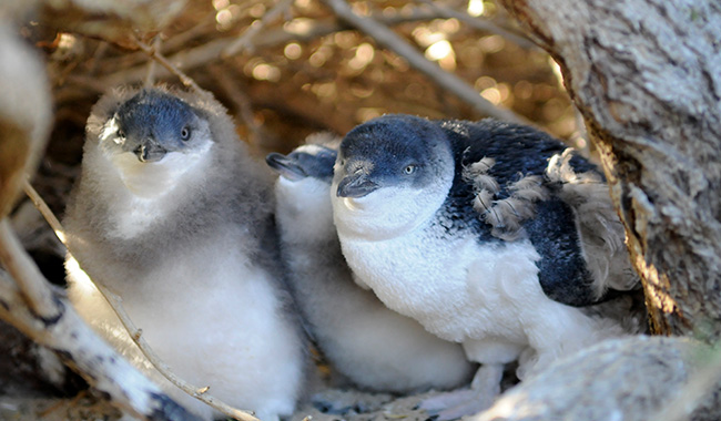 Protecting the Little Penguins - City of Rockingham