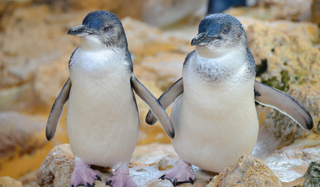 Penguin Island Colony Count Similar to Last Estimate, Study Finds ...